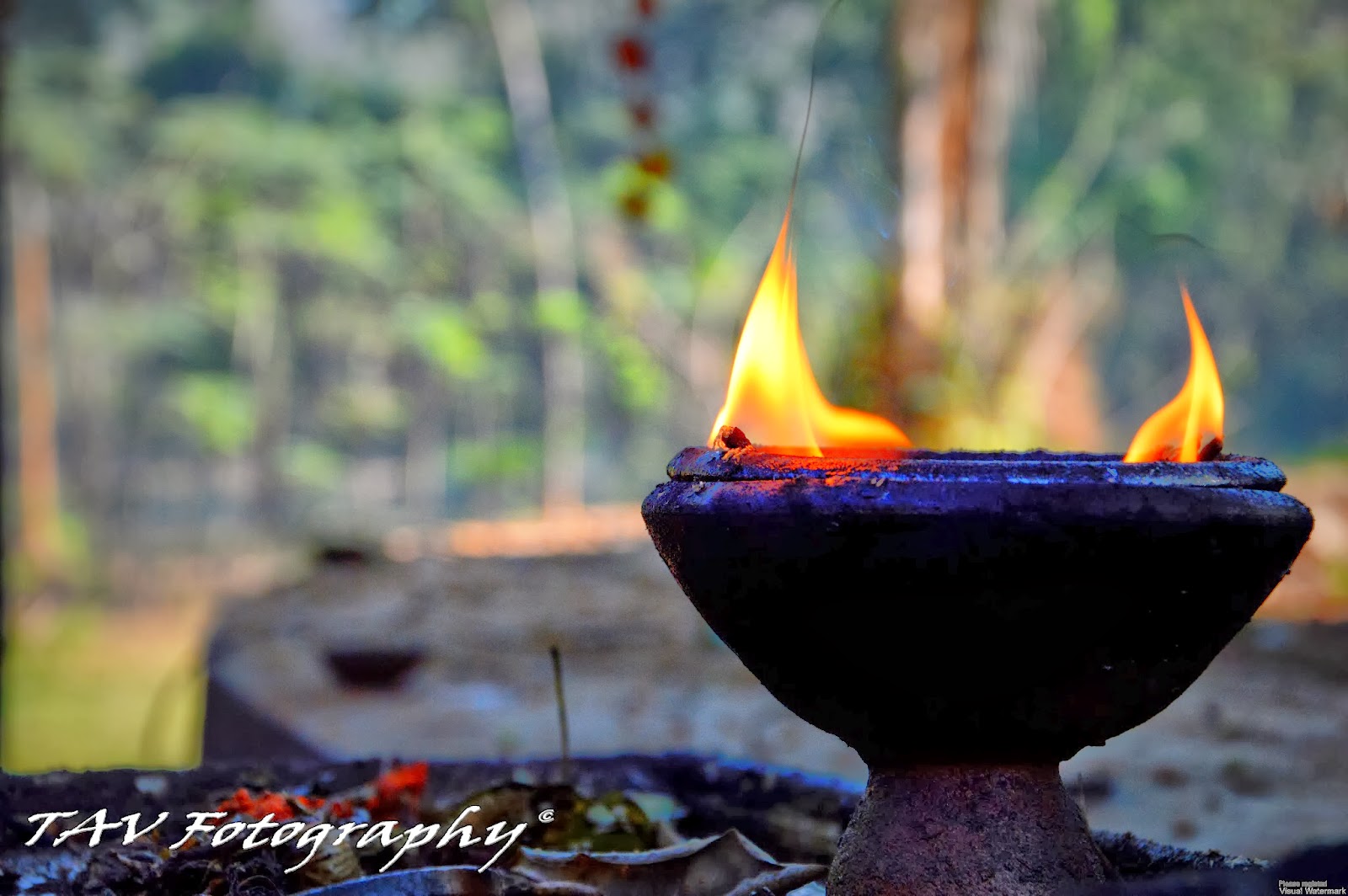 Flutter of a Monarch