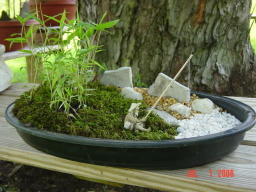 South Sumatera Bonsai: Bonsai Bambu.
