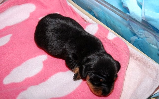 Mini Winnie: Ο πρώτος κλωνοποιημένος σκύλος της Βρετανίας - Greek Web ...