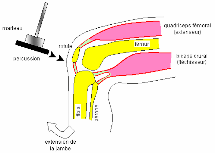 Banque de documents pour les SVT du lycée