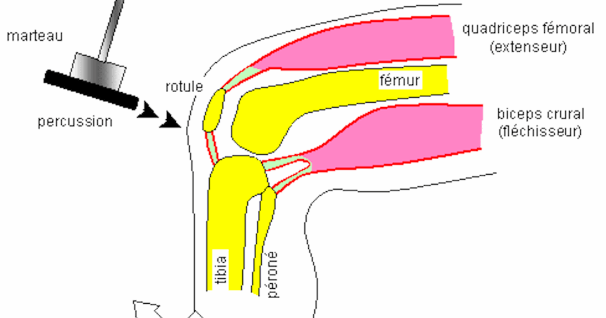 Banque de documents pour les SVT du lycée: Le réflexe myotatique (TS)