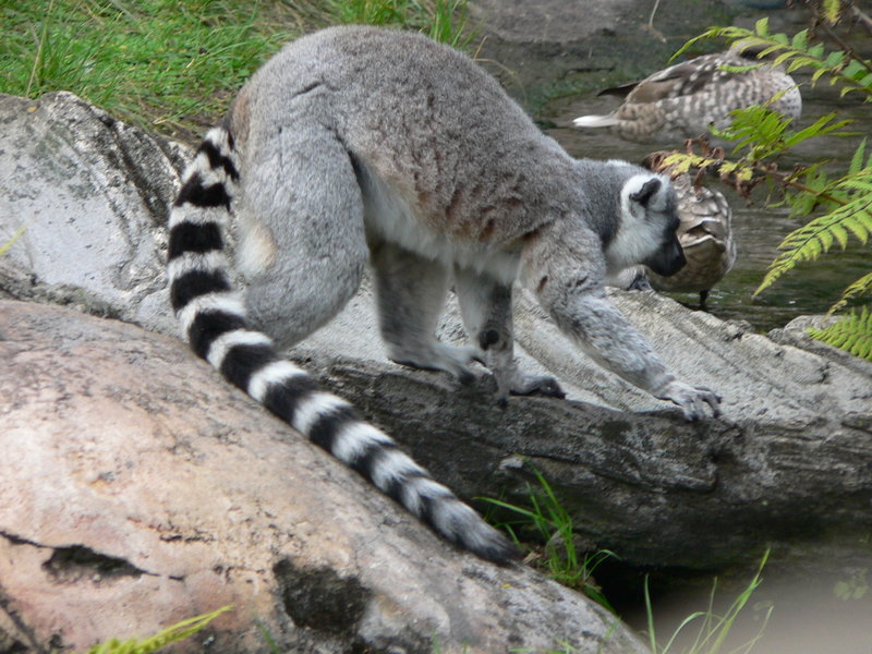 Lemurs | The Life of Animals