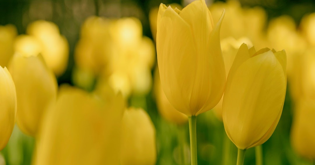 o floare, un soare | Mihaela Roșcov