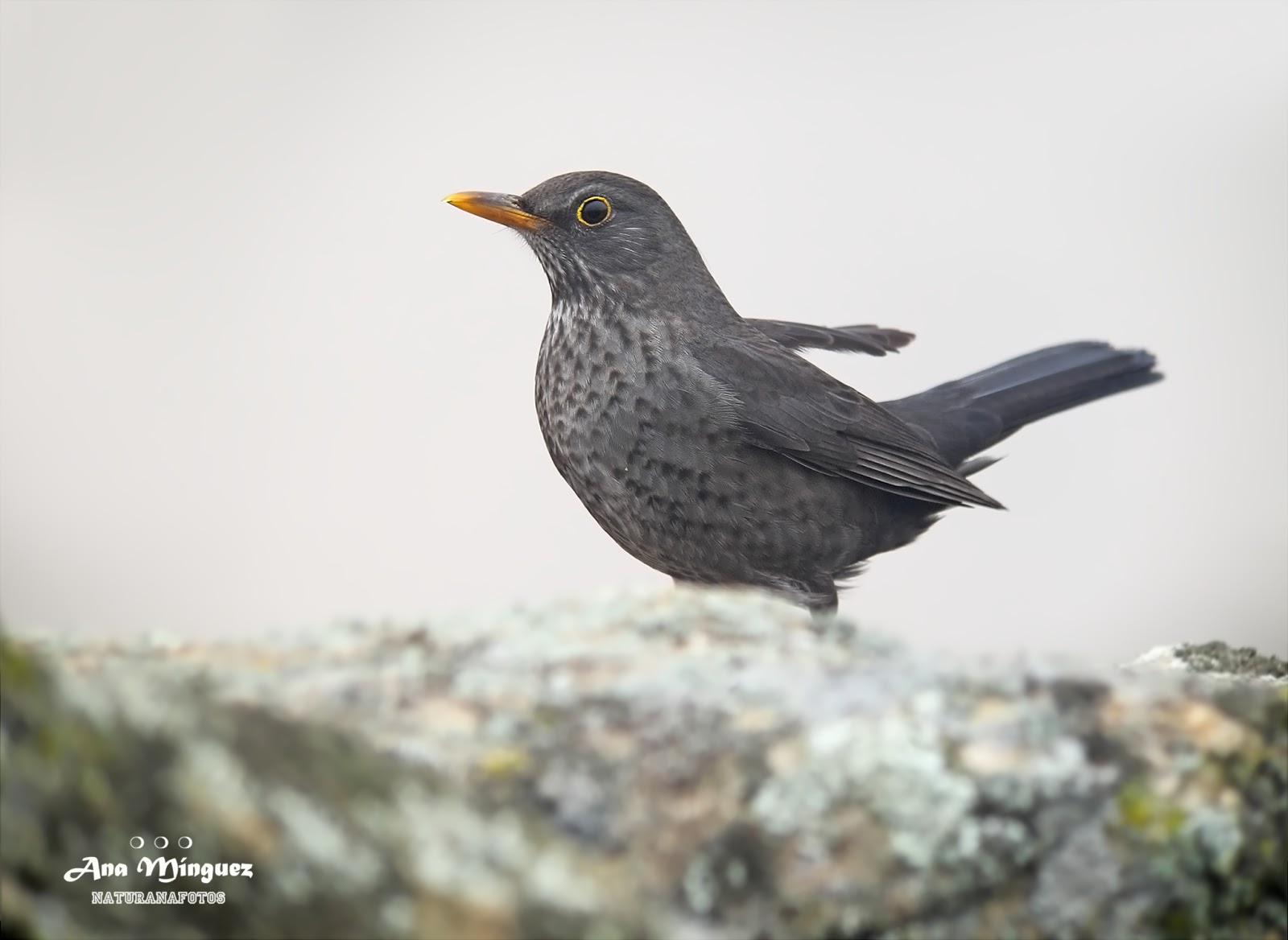 NATURANAFOTOS: Mirlos y Mirlas