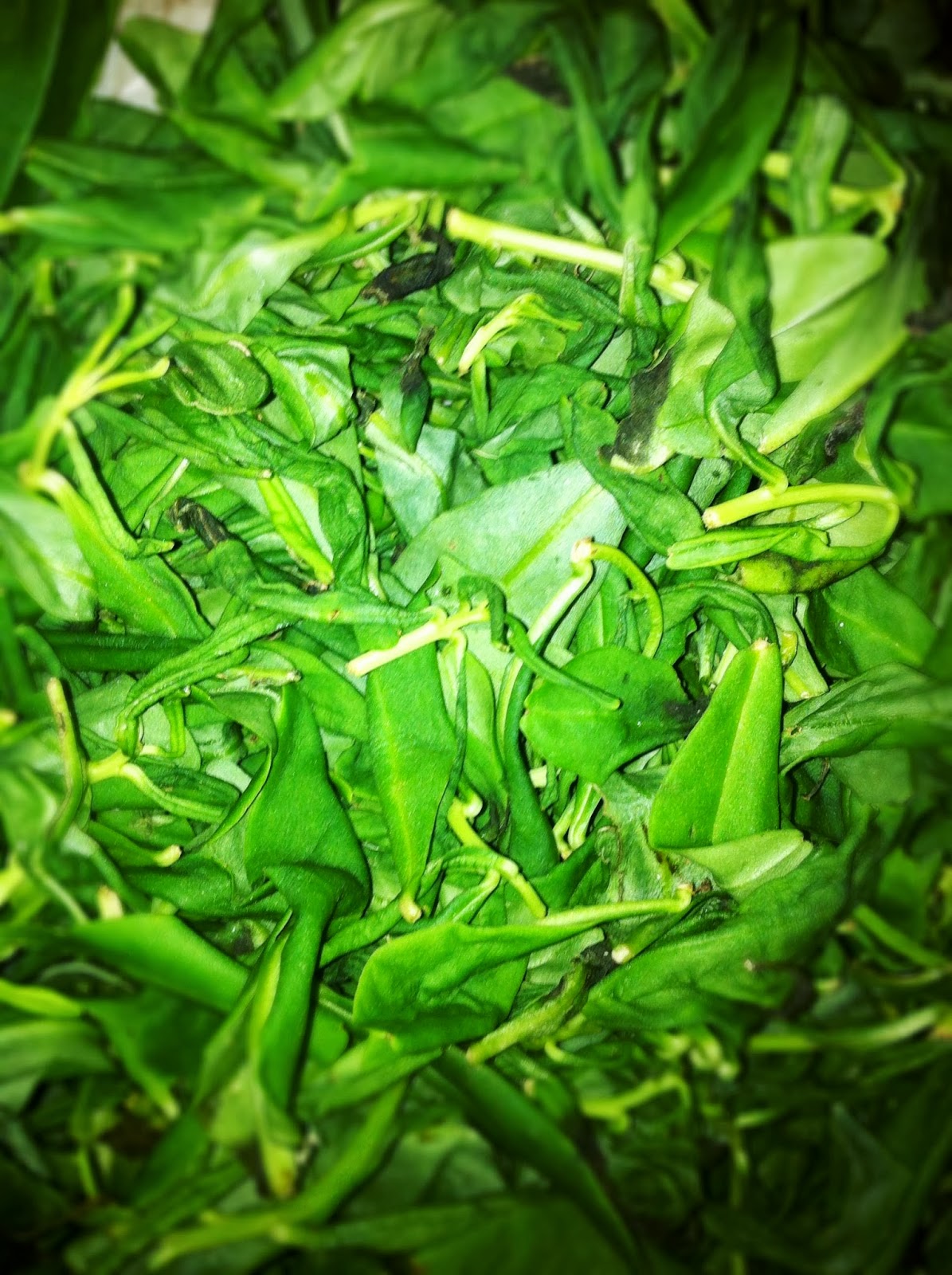 YO'BA MO'ODUA: EWÉ ÀTI EGBÒ (LEAVES, HERBS AND ROOTS)