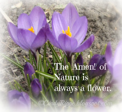 Cindy Rippe, Artist - Florals - Family - Faith: Tiny Crocus Flowers ...