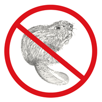 Dog Improvement Dog Training: Evil Beavers!