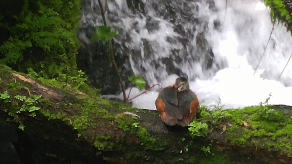 Dare to Dream, Dare to Live