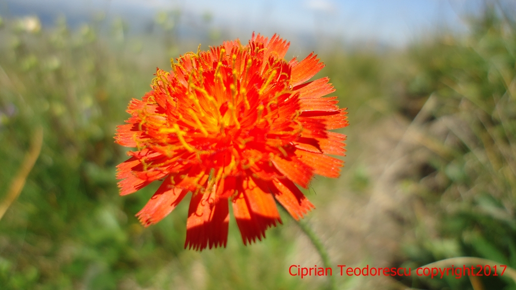 muntiisifotografiadepeisaj: FLORI DE MUNTE 2016