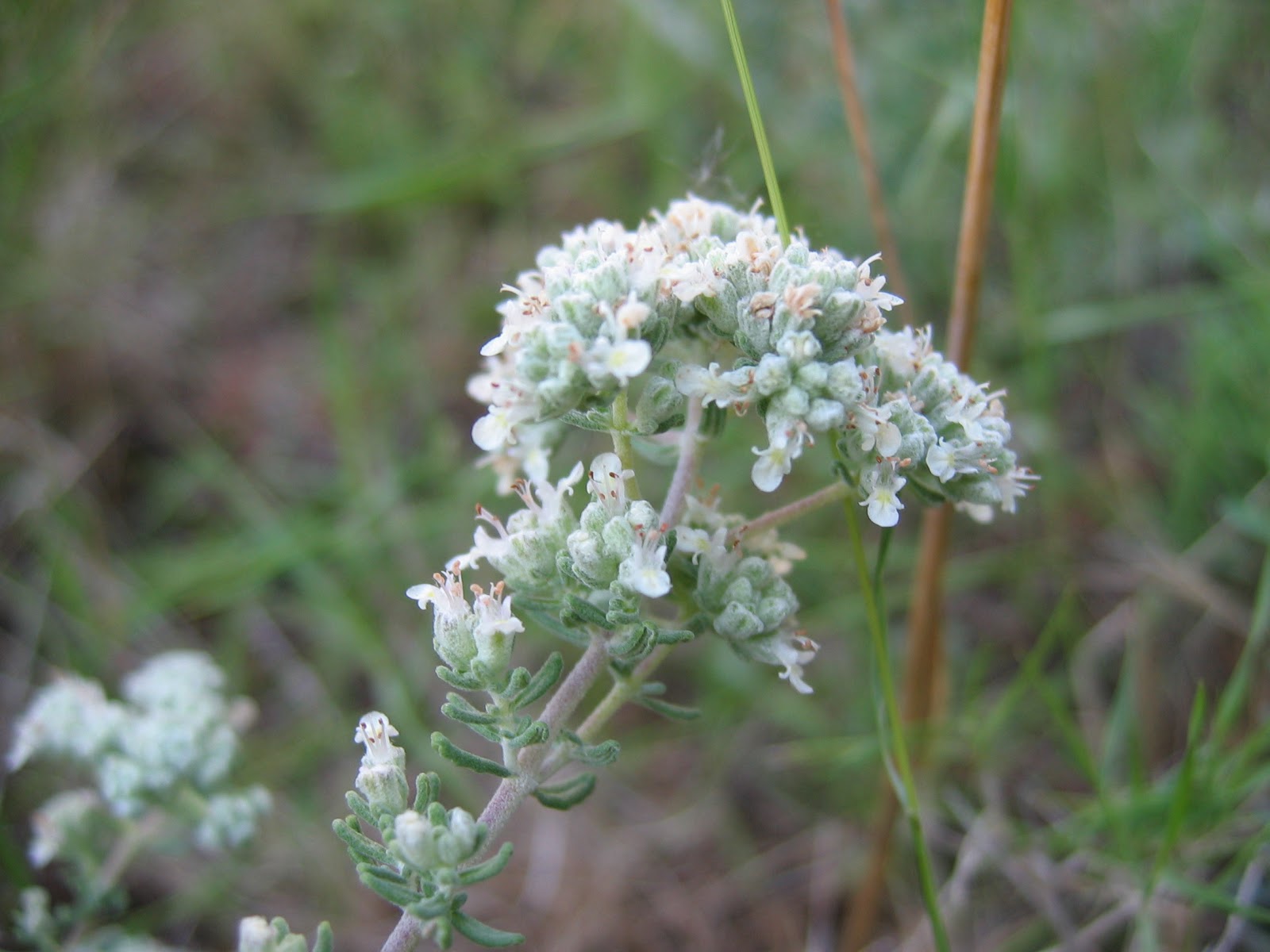 Universo Botánico: Teucrium capitatum L. (Zamarrilla)