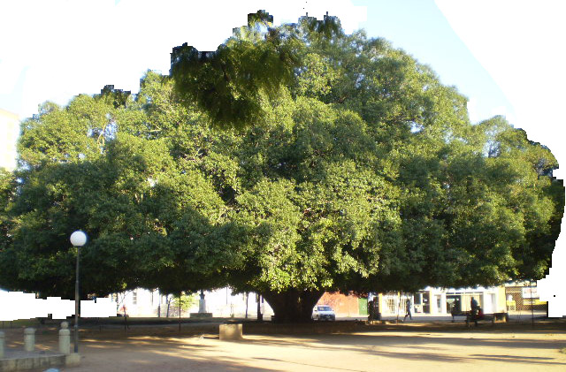 ENCINAS: origen e historia.: LA ENCINA: EL ÁRBOL MÁS REPRESENTATIVO DE ...
