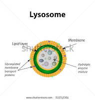 Biologia: Organitele celulare
