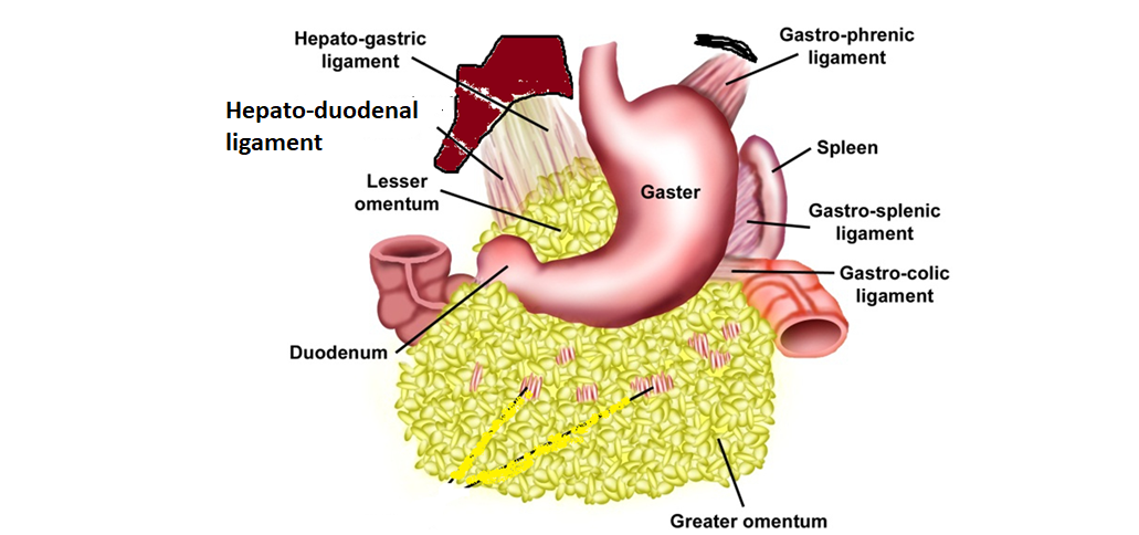 easyhumanatomy: Epiploic foramen