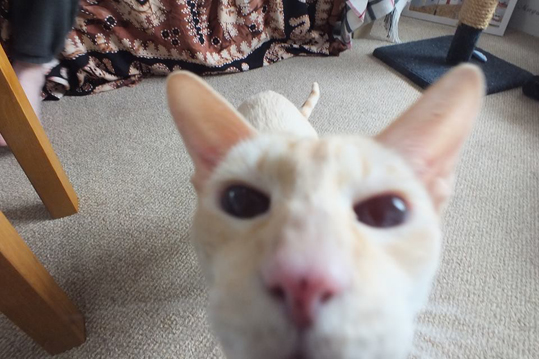 A bad witch's blog: Witches Cats: Gerald the Travelling Siamese