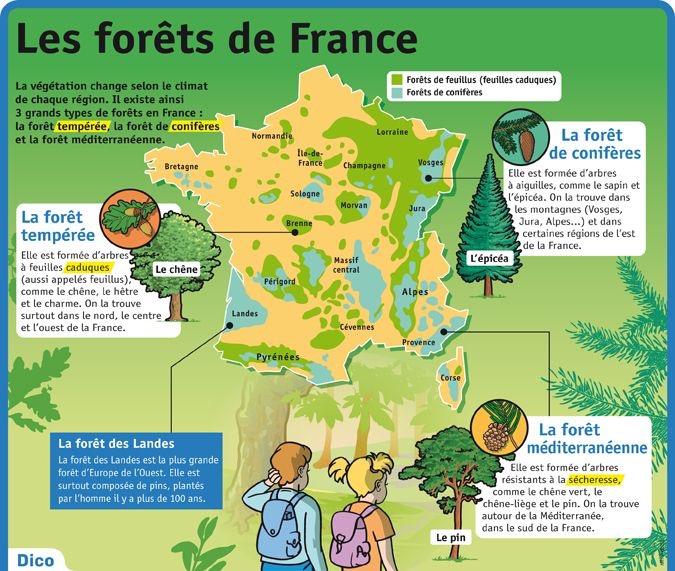 Les Forêts de France