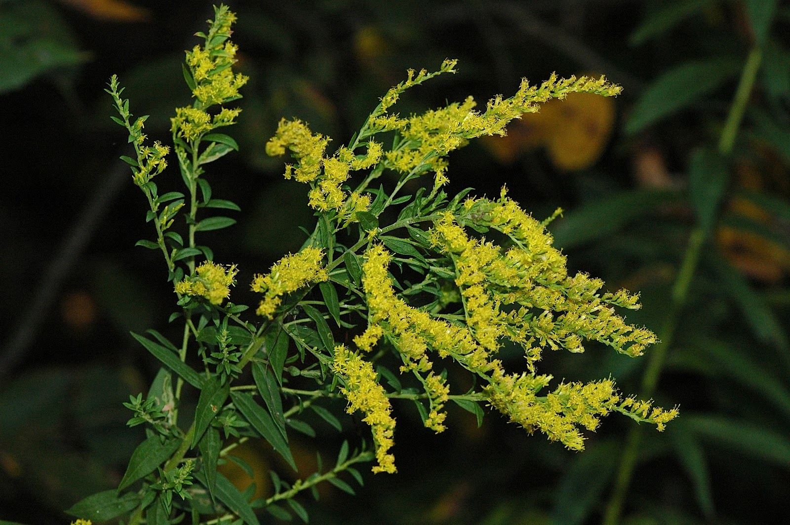 Field Biology in Southeastern Ohio: Some Ohio Goldenrods