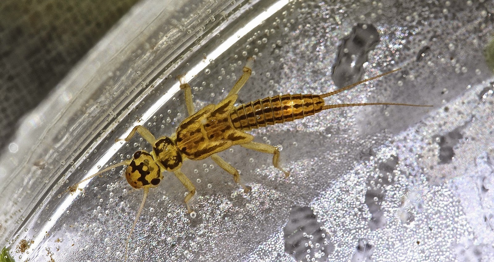 Aquatic Insects of Central Virginia: The importance of laciniae in ...