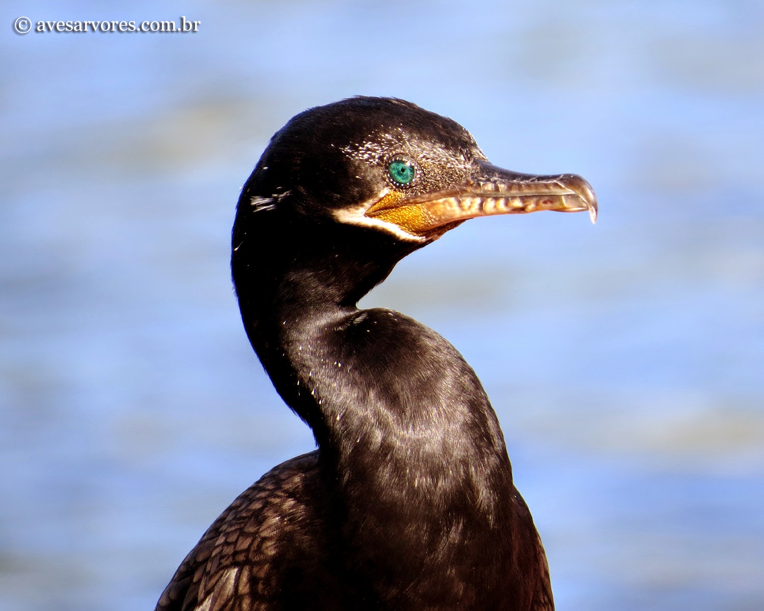 Aves & Árvores: Esquadrilha dos Biguás