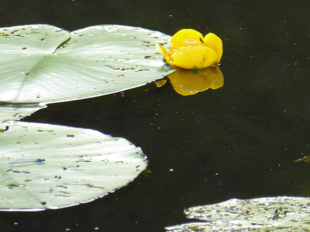 Wild and Wonderful: Lound Lakes, Southwold Beach and A Pair of Late ...