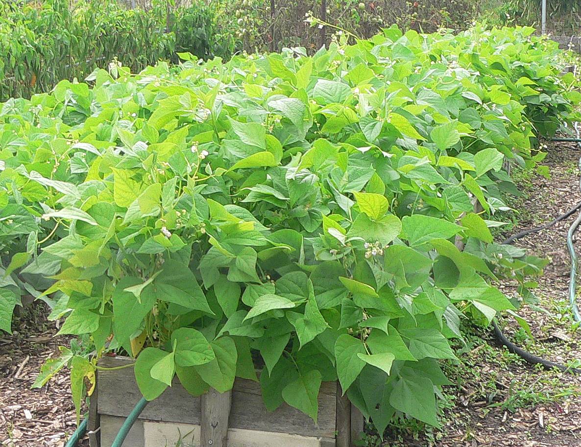 ORGANIC IN ST. LOUIS: SPARTAN ARROW BEANS