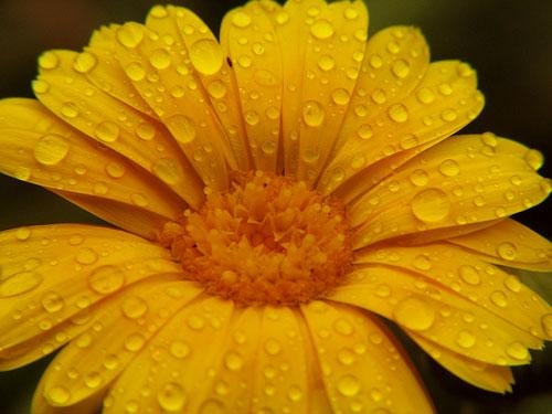 Imágenes de flores y plantas: Caléndula