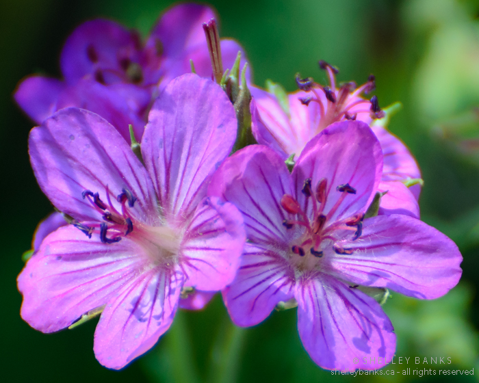 Prairie Wildflowers: Sticky Purple Geranium: Cypress Hills