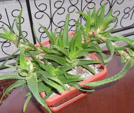 Kako doživjeti stotu?: Aloja vera lijek