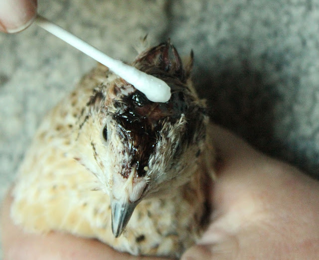 Typical (flight or fight) head Injury on a quail - What to do | The ...
