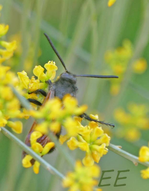 Mallorca es así también: La Primavera de los Insectos