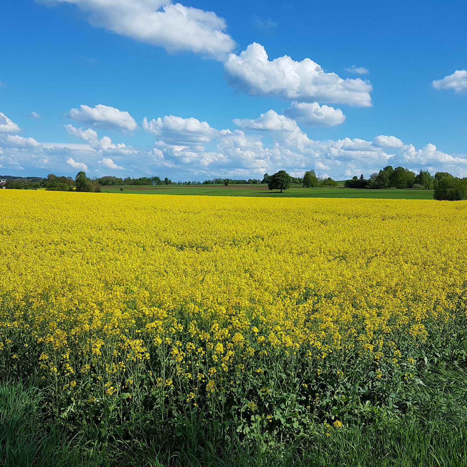 Rapeseed Fields | Paige Taylor Evans