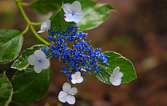 Four Seasons in Japan: Hydrangea(2)