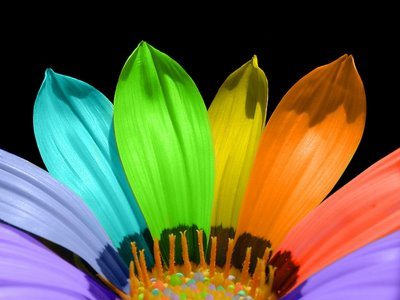 Flower Facts - All About Flowers!: Flower Color Meanings