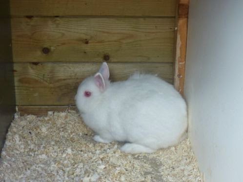 Konijnenhouden.nl - Konijnenrassen | Opvoeding | Verzorging: Konijnenrassen