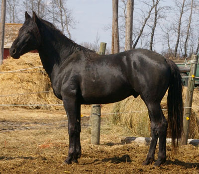 HD Animals Wallpapers: Black Morgan Horse Wallpapers