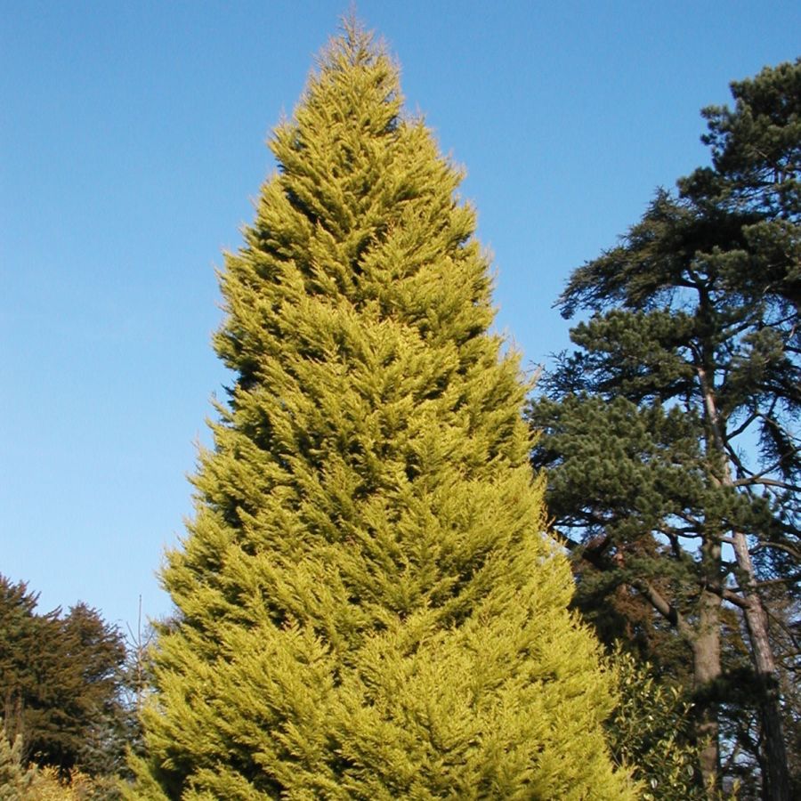 Cipreste Monterey / Cipreste da Califórnia / Cupressus Macrocarpa