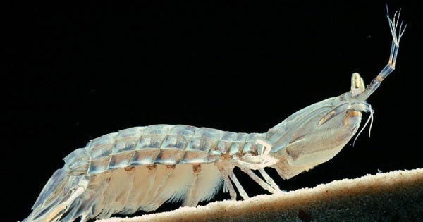 Contoh Spesies CRUSTACEA | MyBiology