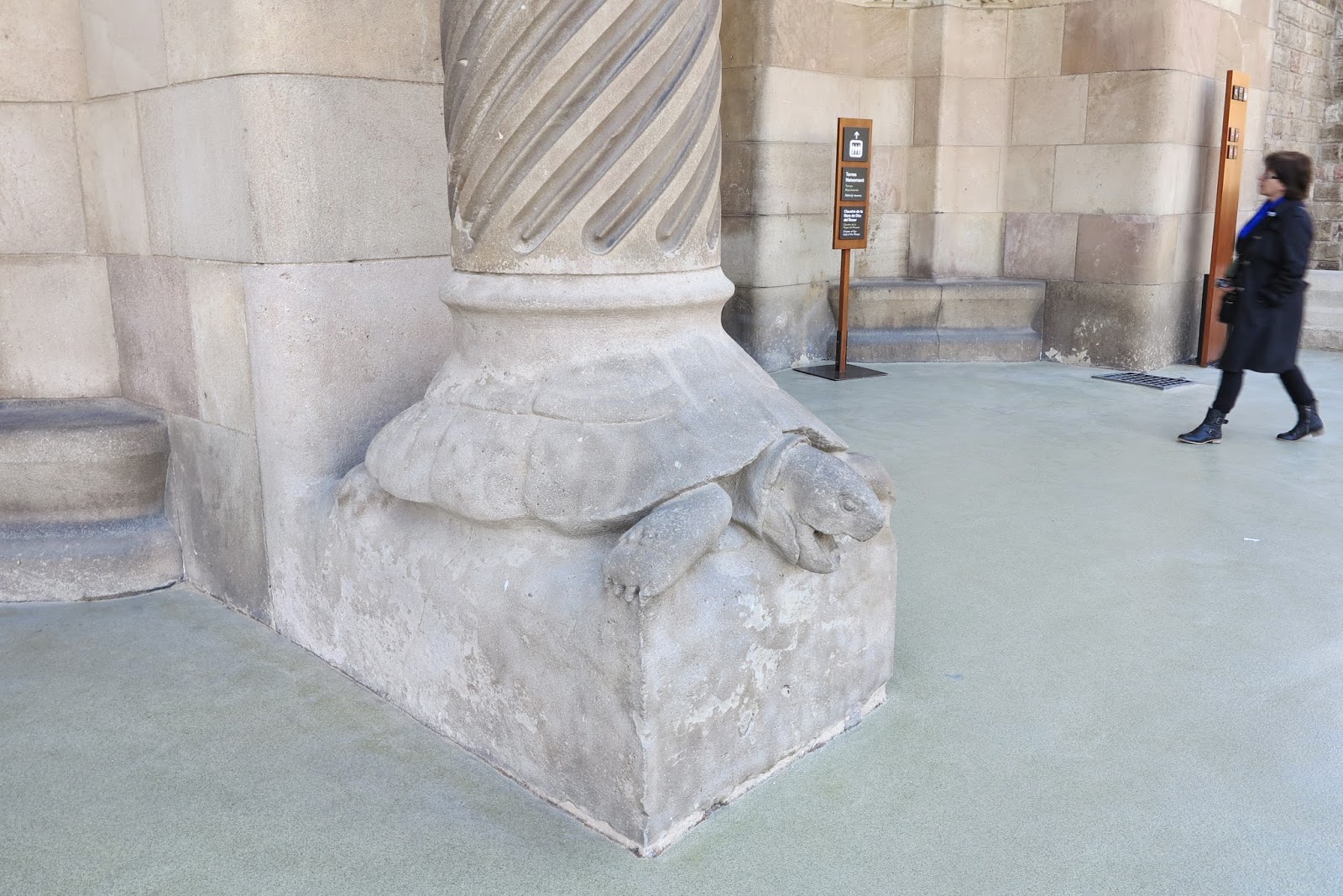 Clemmys guttata: la tortuga moteada: de maig 2014