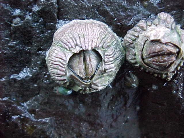 Barnacles ~ Aquatic Animals