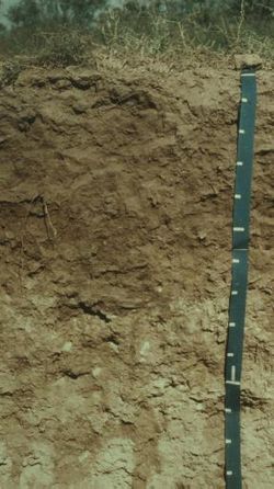 Metamorfosa: Jenis-Jenis Tanah