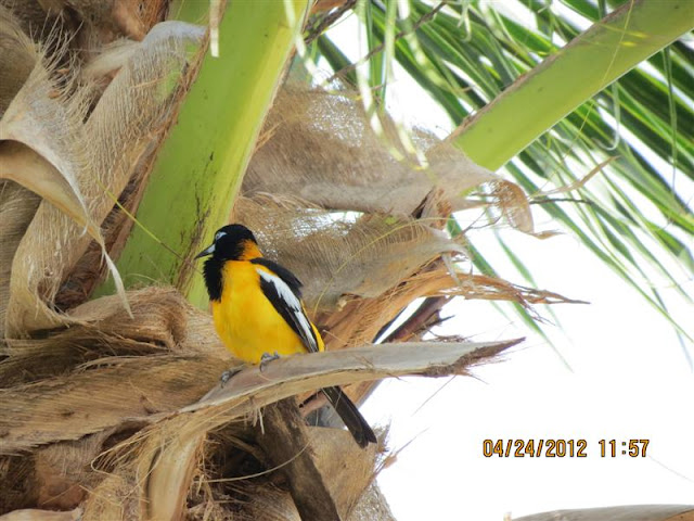 Viewing nature with Eileen: More of Curacao