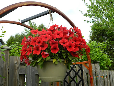 Dor de Vara : Infloresc gradinile