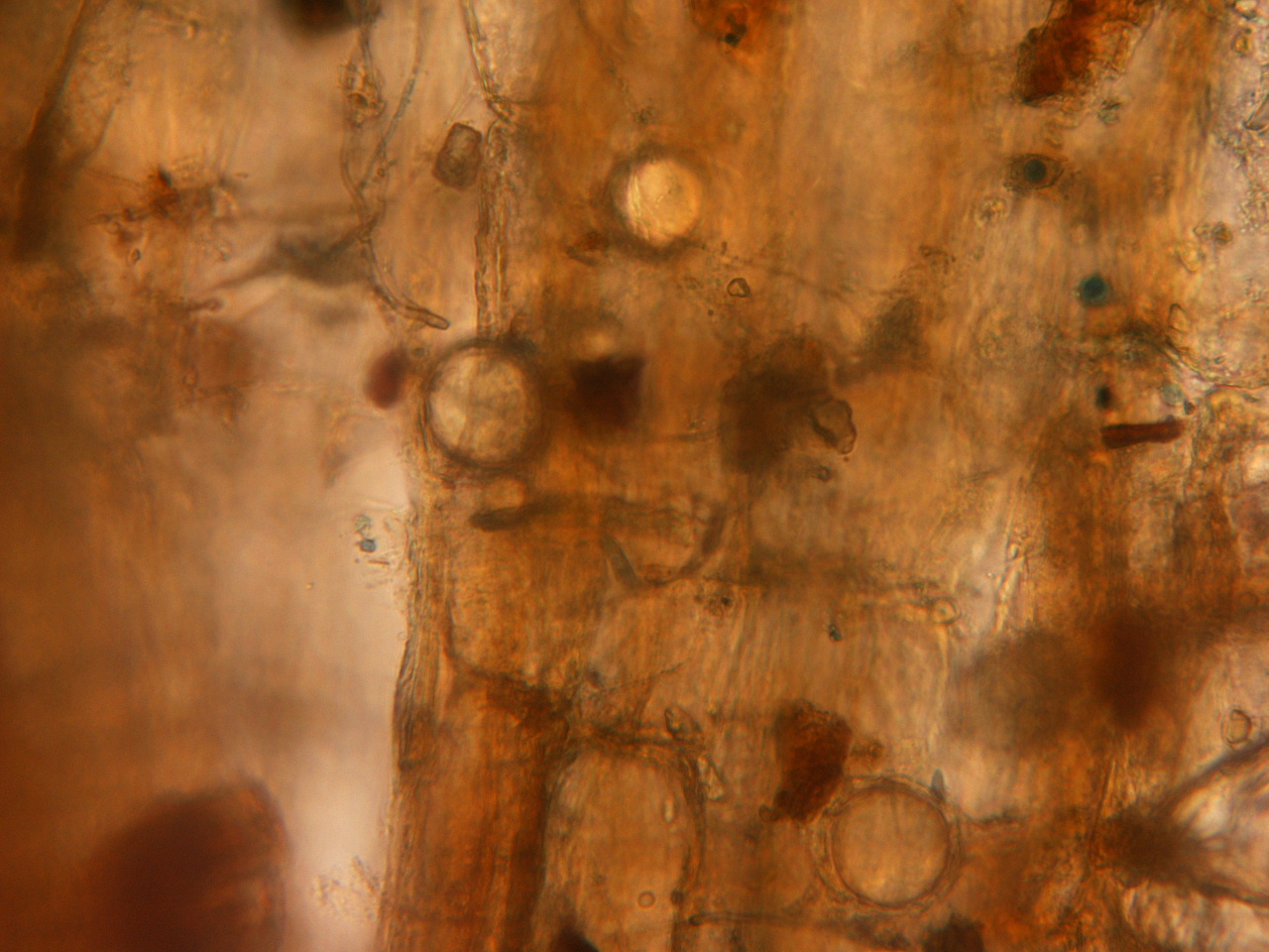 University of Illinois Plant Clinic: April 2011