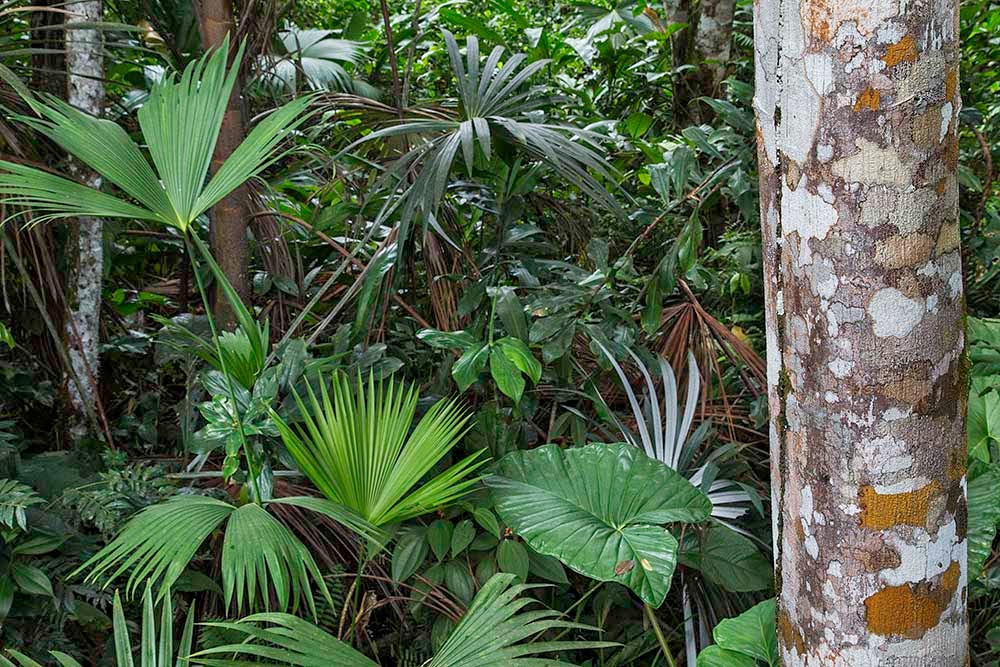 Bob's Photos: Amazon Rainforest Vacation in March