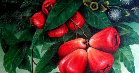 54+ Lukisan Buah Jambu, Gambar Lukisan