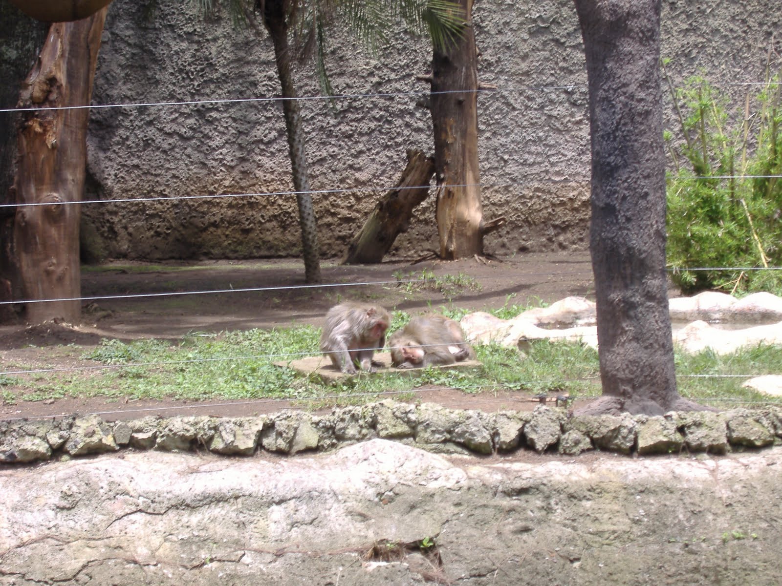 Aurora Zoo: Macaco rhesus