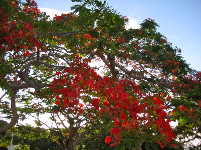 Peyt's Island: A Trip to Saipan Island