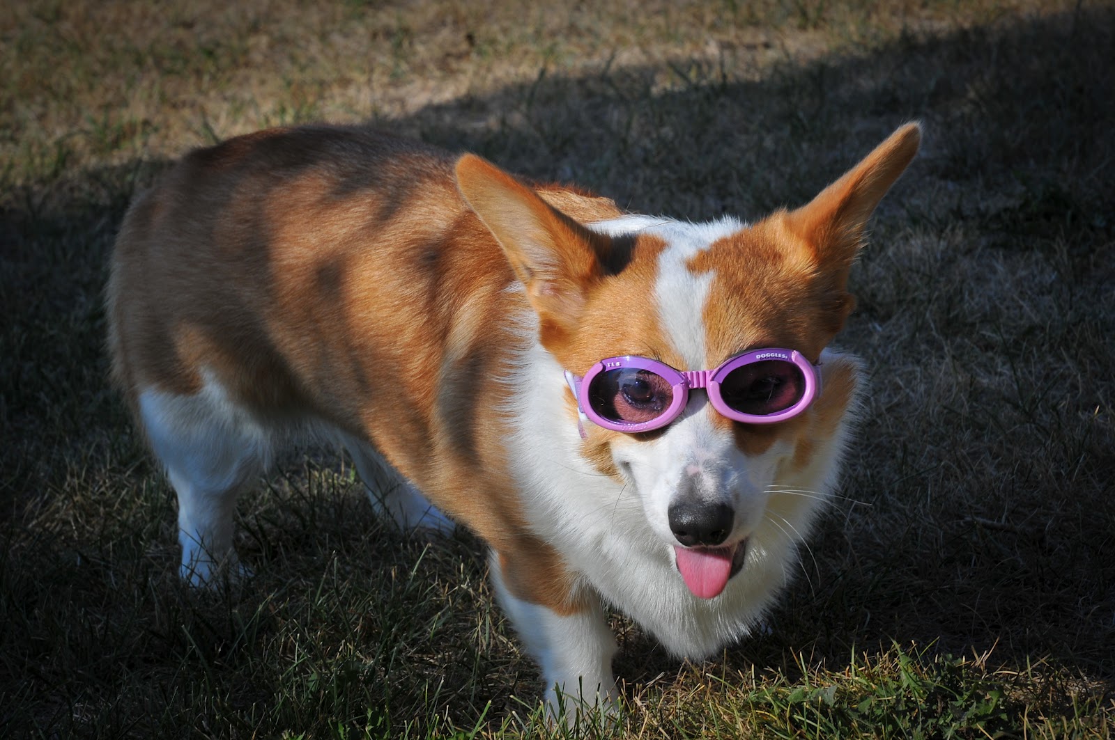 A Tail of Jozi the Corgi and The Pussycats: Doogles ... Get Your ...