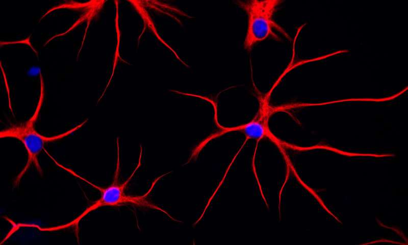 Our Parkinson's Place: Mutation in common protein triggers tangles ...