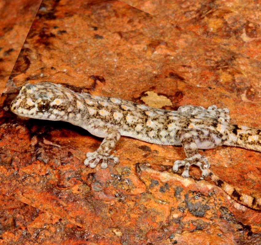 Species New to Science: [Herpetology • 2017] Goggia incognita & G ...