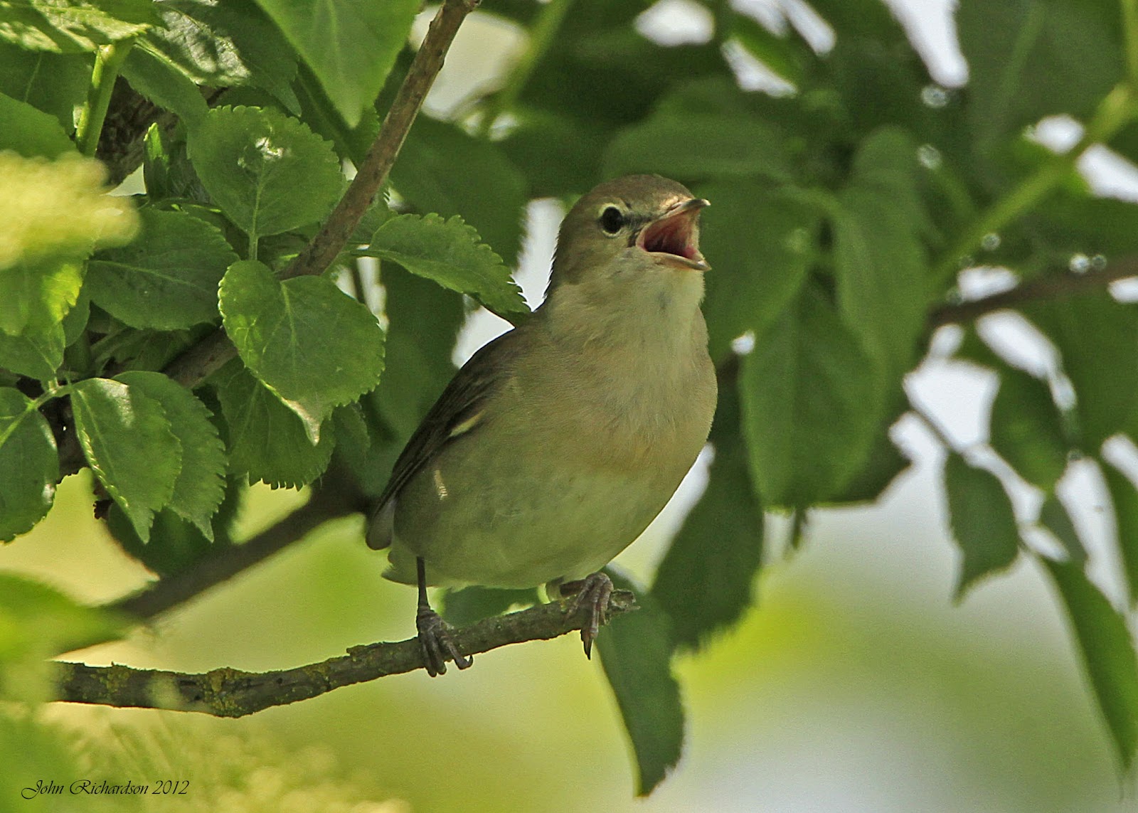 Old Man of Minsmere aka John Richardson: Lakenheath Fen RSPB and ...